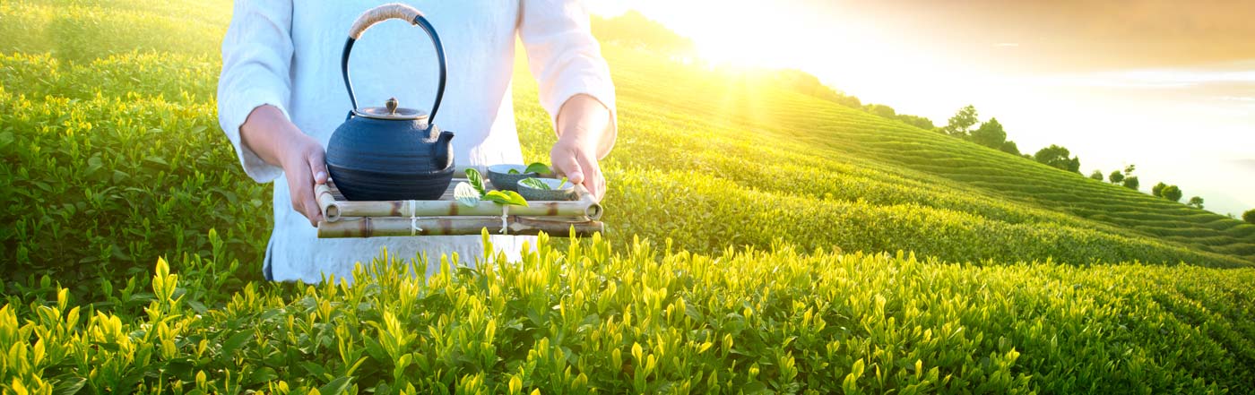 Fujini Tea - Green Tea from Japan's Uji Region - Since 1927